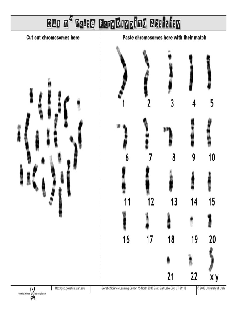 IMPRIMIR Karyotype - Paper | PDF