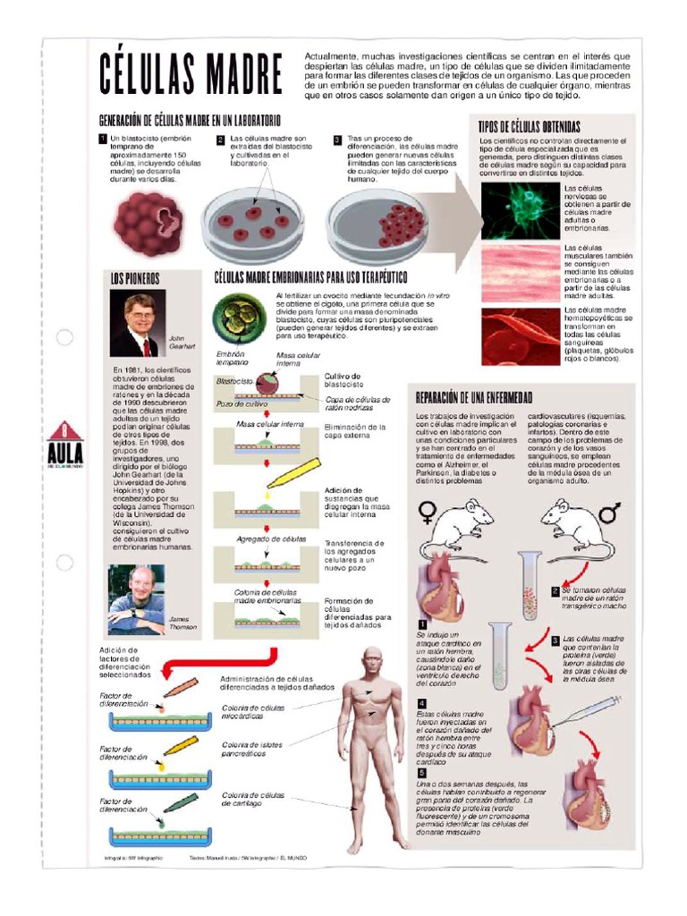 Células Madre | PDF