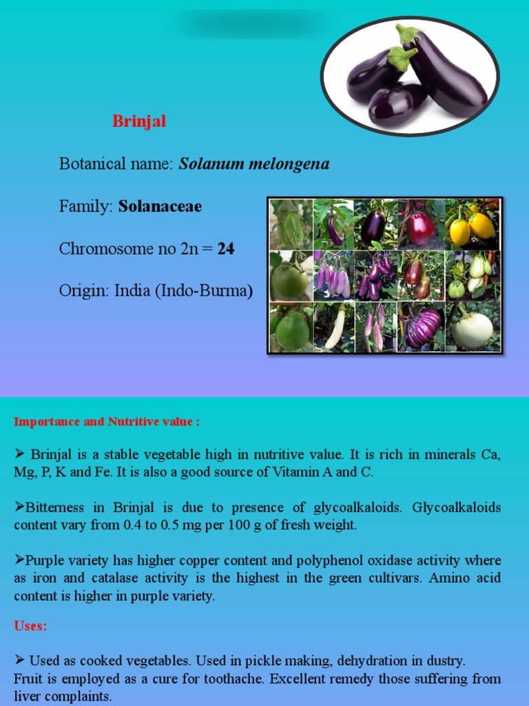 Brinjal | PDF | Eggplant | Mulch