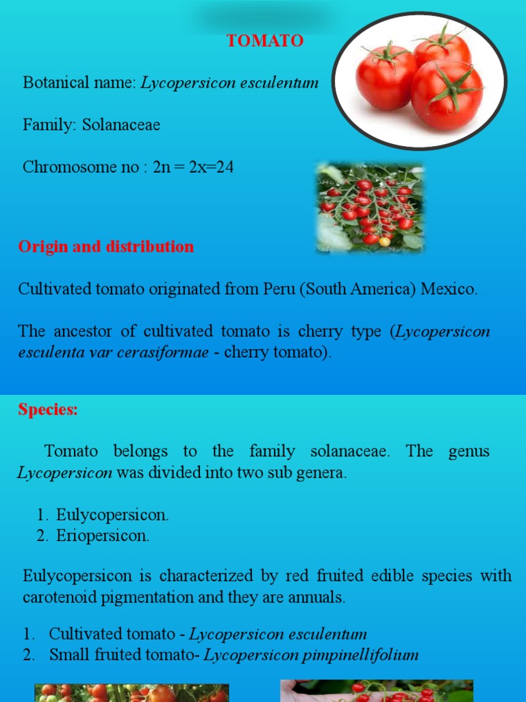 Tomato Production and Cultivation Guide | PDF | Tomato | Sowing