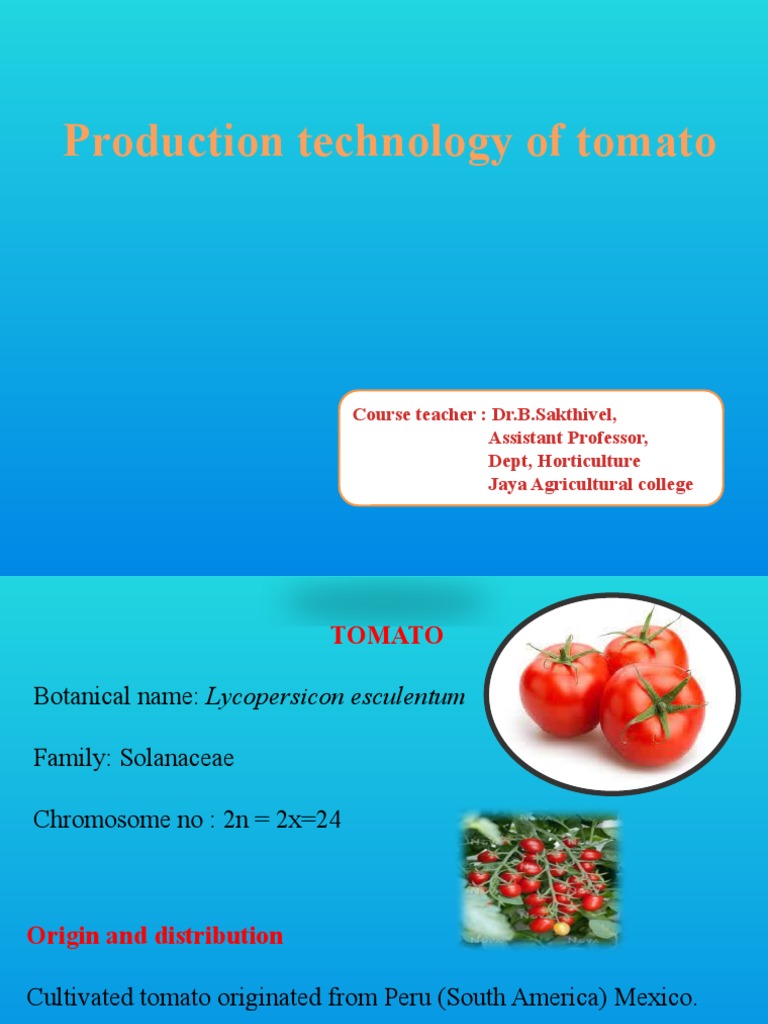 Production Technology of Tomato | PDF | Tomato | Sowing