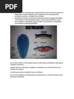 Proyecto Integrador IV EMBRIOLOGIA | PDF | Anatomía | Morfología (biología)