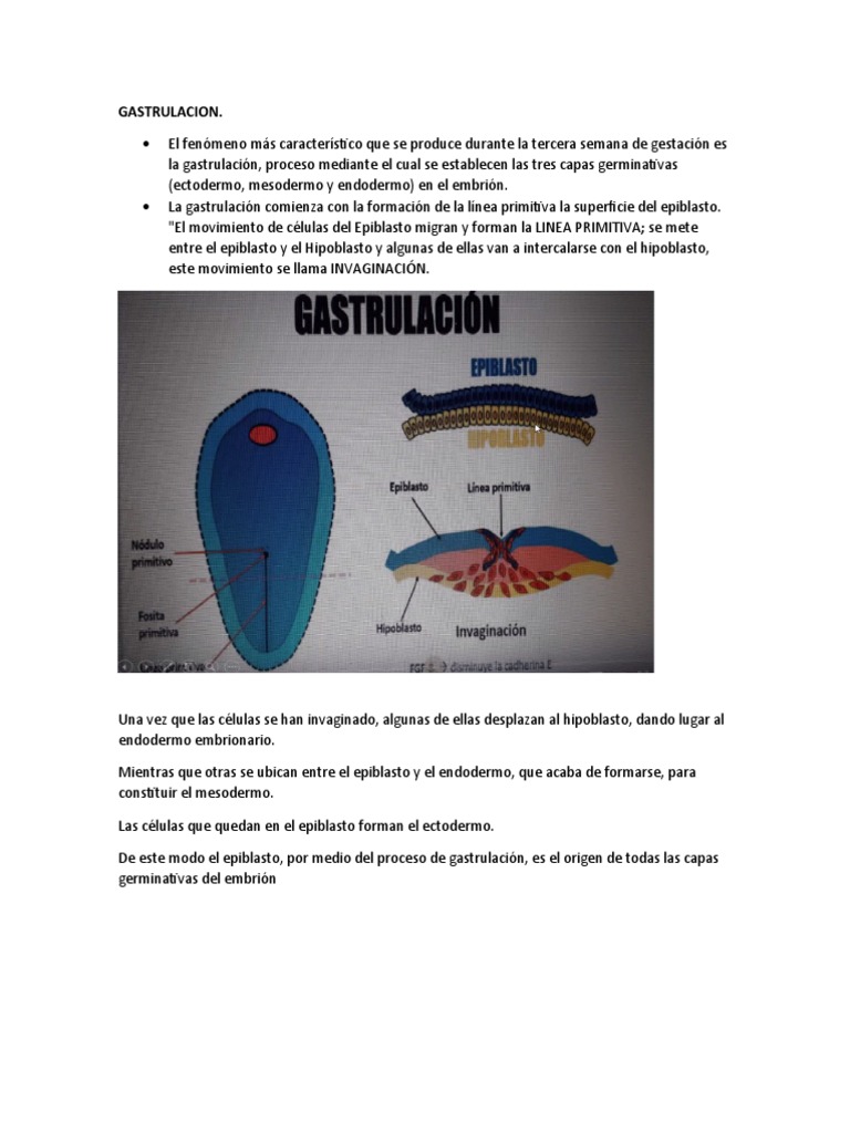 Gastrulacion | PDF | Anatomía | Morfología (biología)
