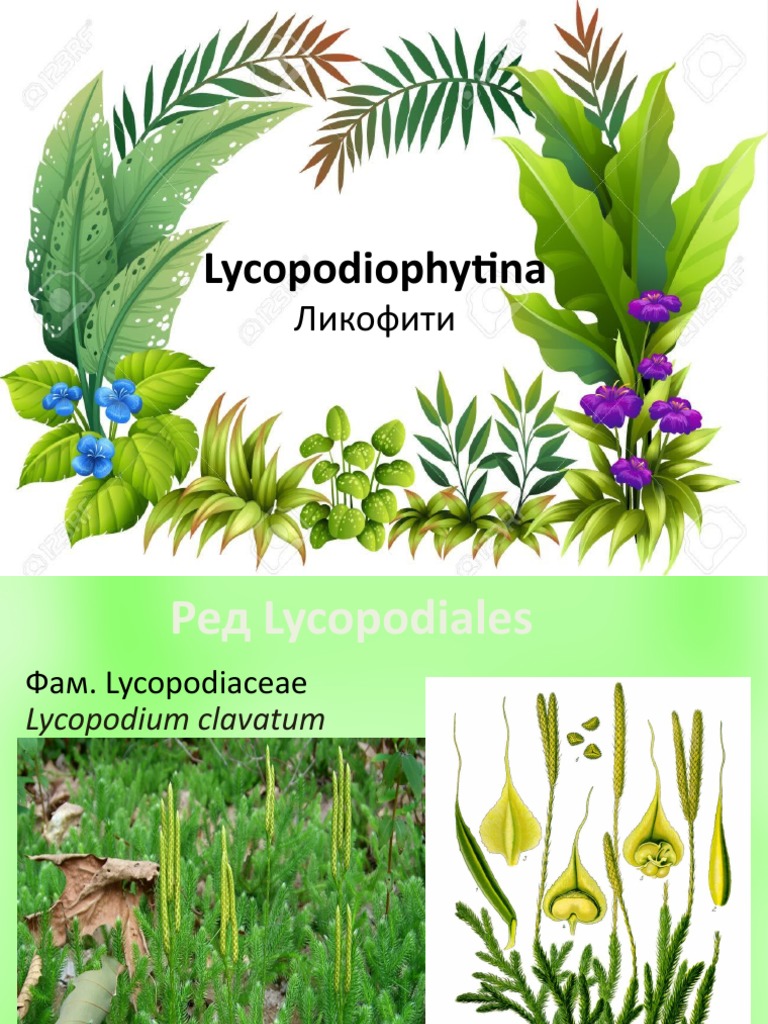 Тип Lycopsida | PDF