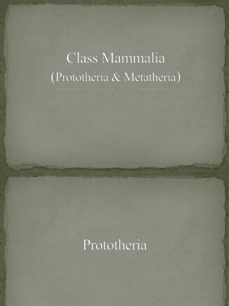 Zoo102 - Mammalia Metatheria | PDF | Marsupials | Mammal Taxonomy