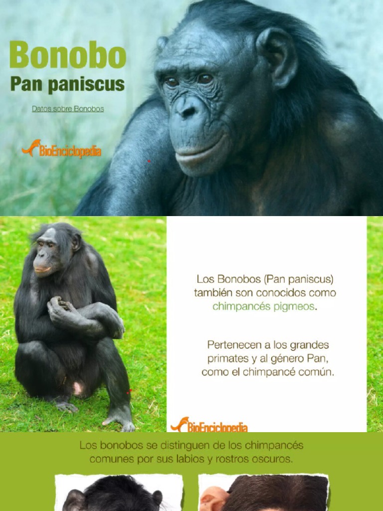 Bonobos | PDF