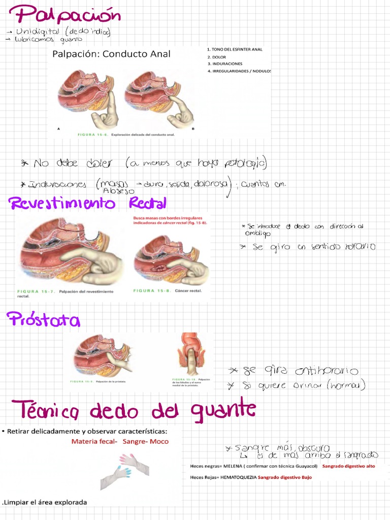 Tacto Rectal 2 | PDF