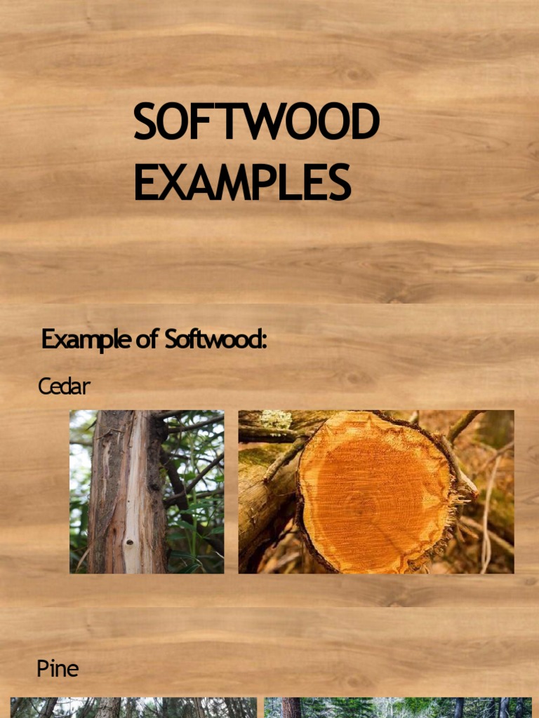 Softwood Hardwood and Defects | PDF