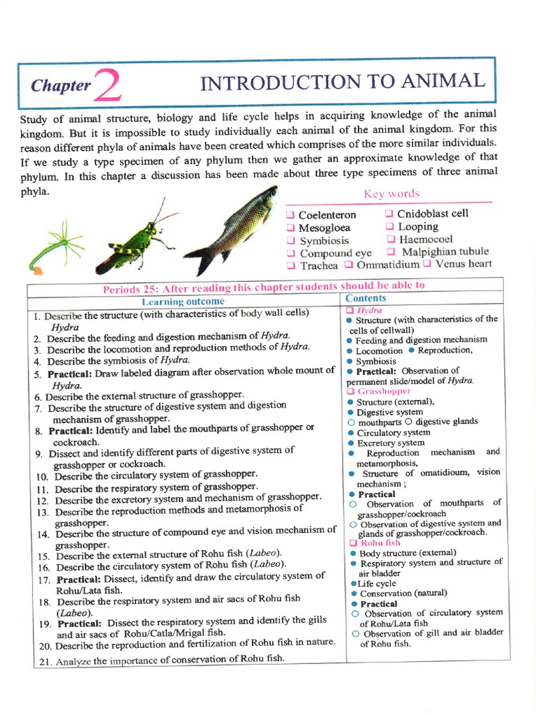 Z-2.1 Introduction To Animal's - Hydra | PDF