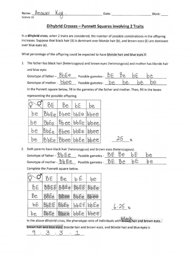 Dihybrid Cross Answer Key | PDF