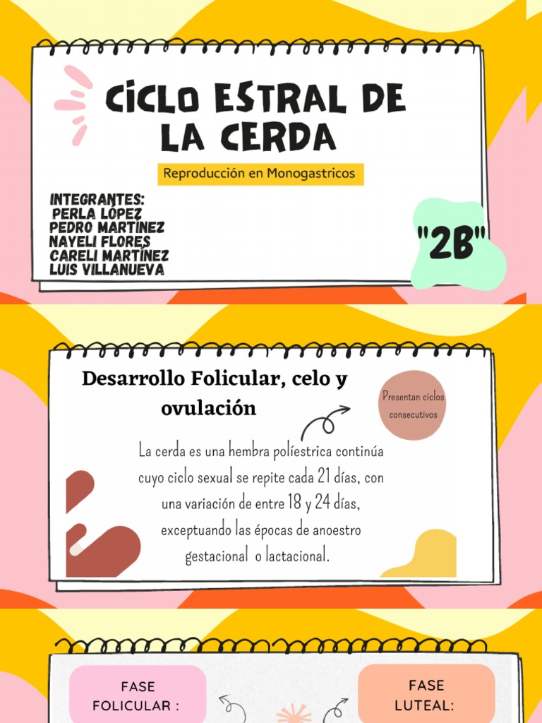 Ciclo Estral de la Cerda: Proestro y Estro | PDF