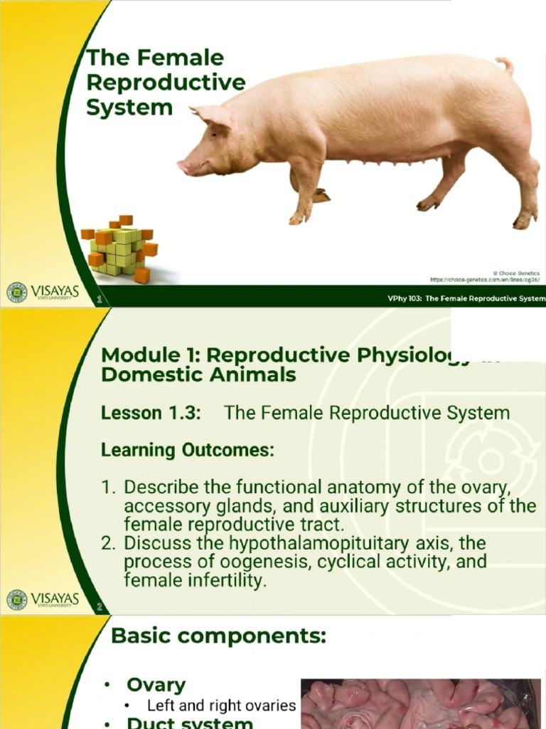 L1.3 The Female Reproductive System | PDF | Uterus | Reproductive System