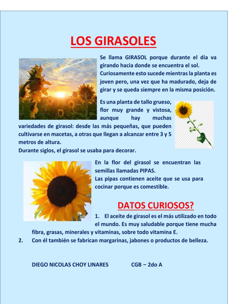 Información sobre el girasol para niños | PDF