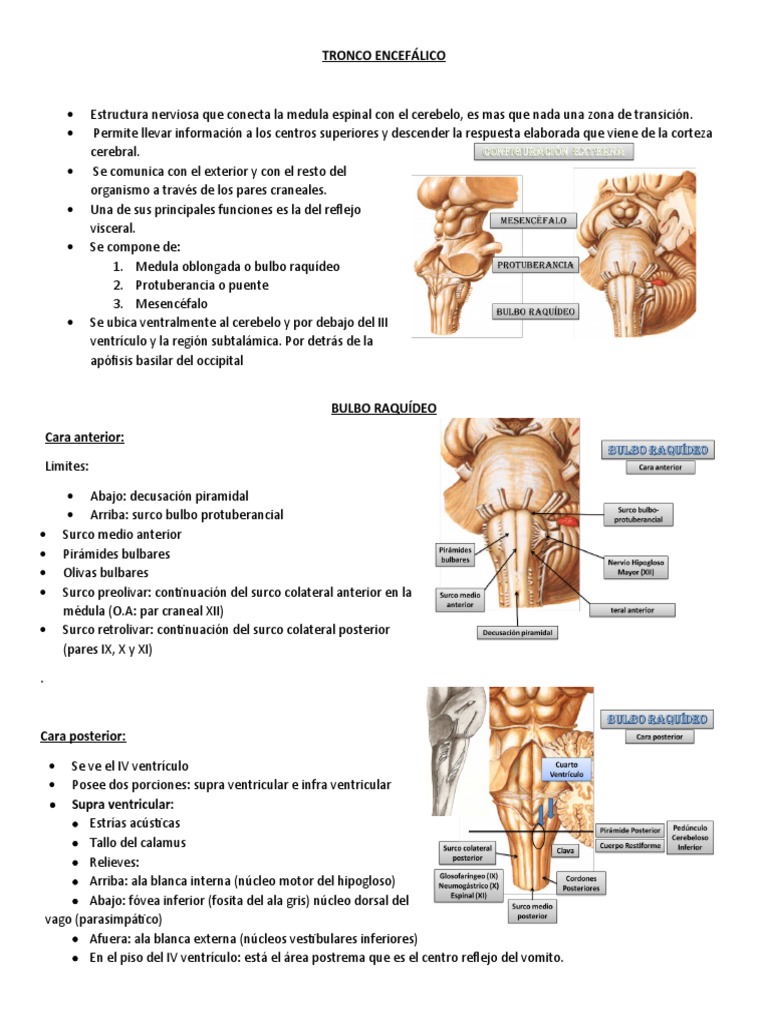 Estructura y Funciones del Tronco Encefálico | PDF