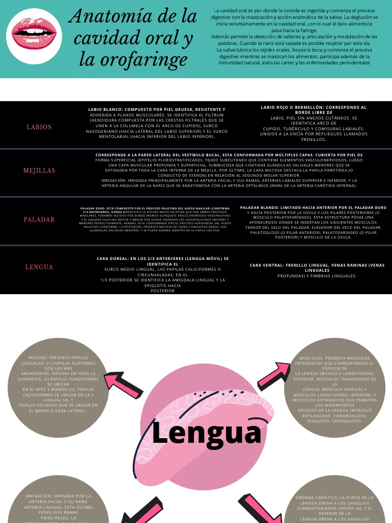 BOCA.OROFARINGE | PDF | Laringe | Morfología (biología)