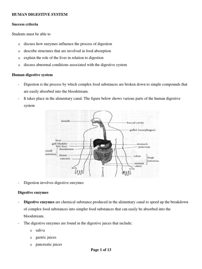 Human Digestive System | PDF | Small Intestine | Digestion