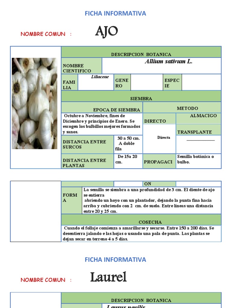 Fichas Informativas de Las Plantas | PDF | Siembra | Ajo