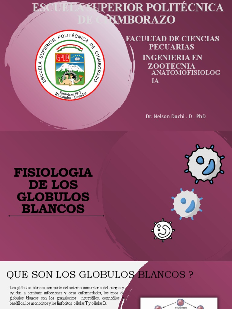 Fisiologia de Los Globulos Blancos | PDF | Leucocito | Sangre