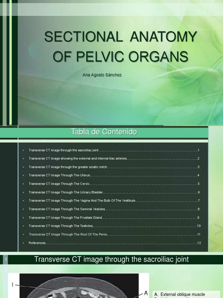 SECTIONAL ANATOMY OF PELVIC ORGANS | PDF | Anatomy | Musculoskeletal System