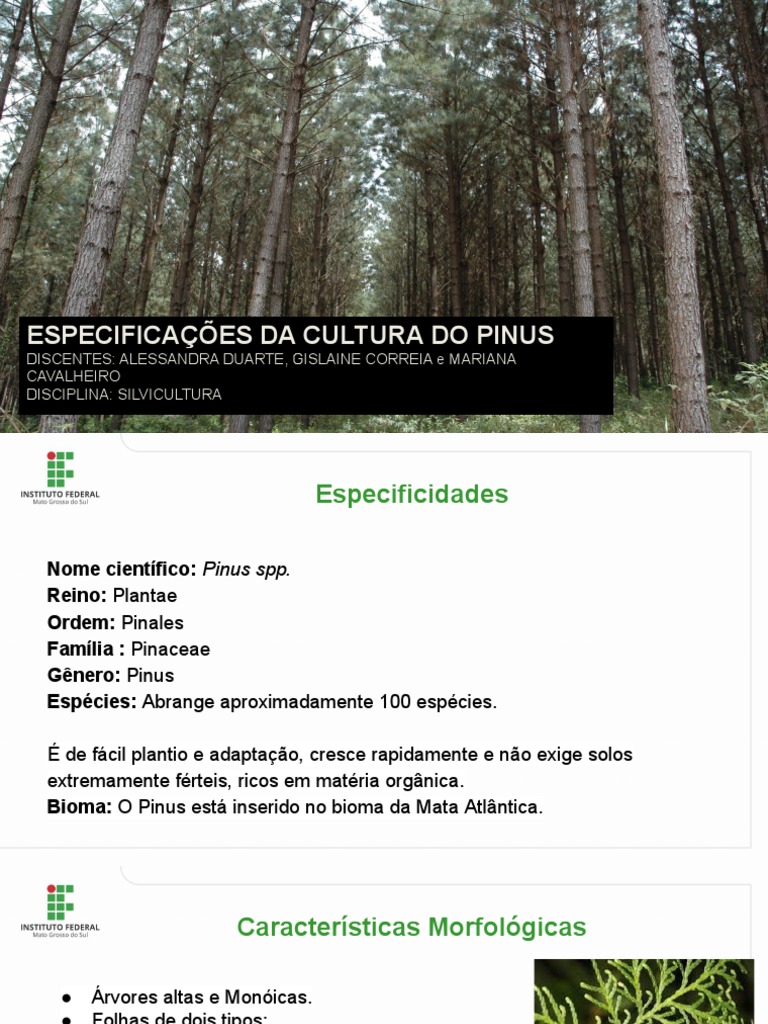 Pinus Spp. | PDF | Pinheiro | Árvores