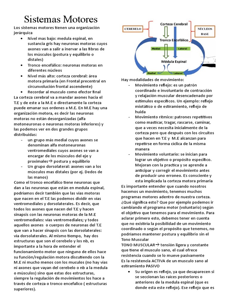 Sistemas Motores | PDF | Neurona motora | Neurociencia