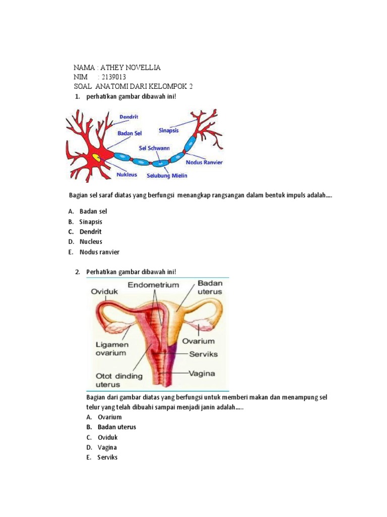 contoh soal anatomi | PDF