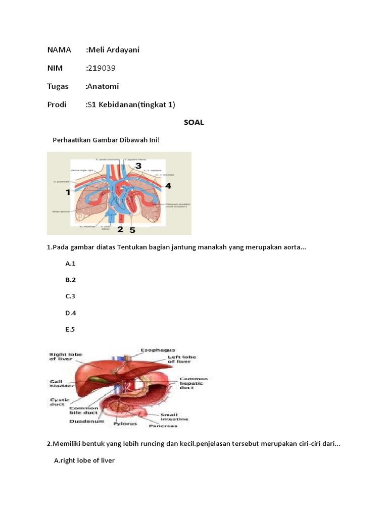 Contoh Soal Anatomi | PDF Contoh Soal Anatomi | PDF