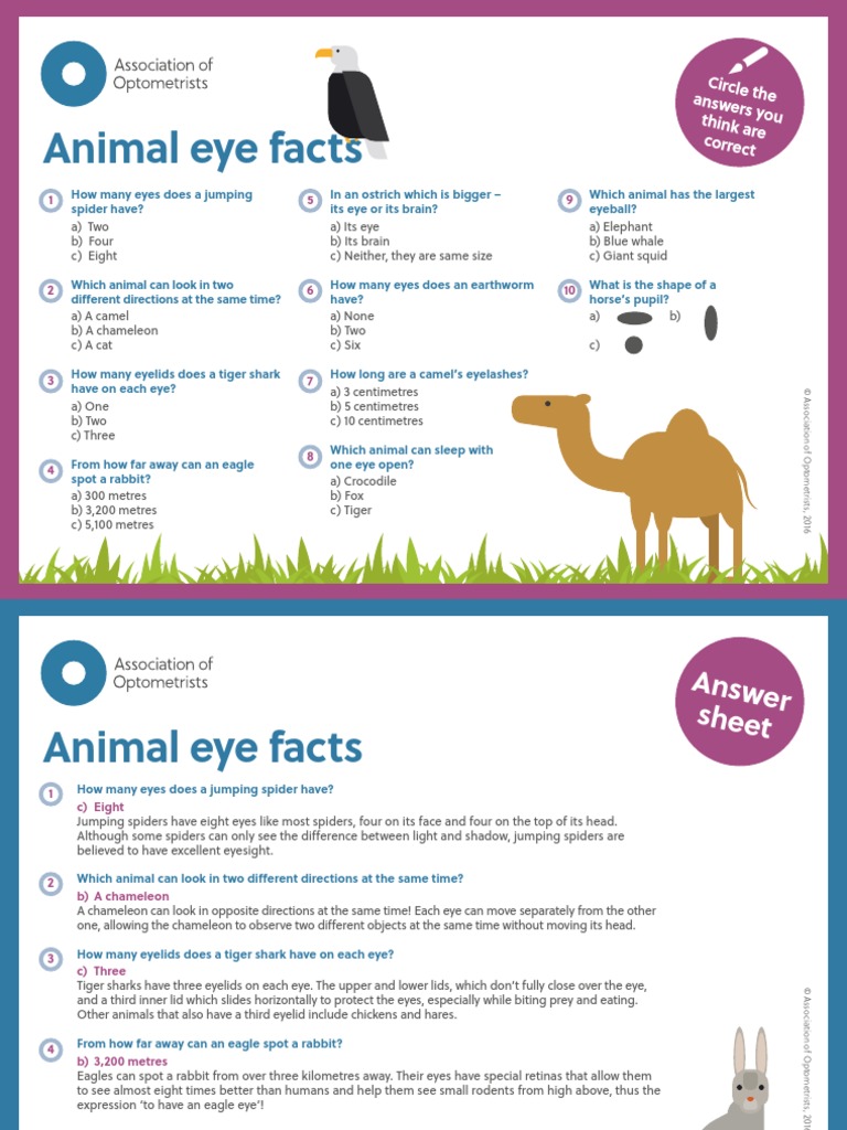 AOP Worksheet Animal Eye Facts | PDF | Eye