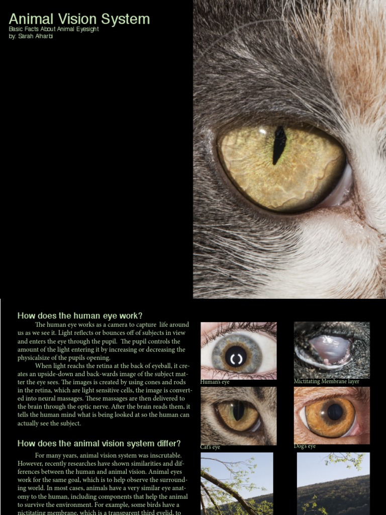 Sarah Alharbi - Final | PDF | Eye | Visual Perception