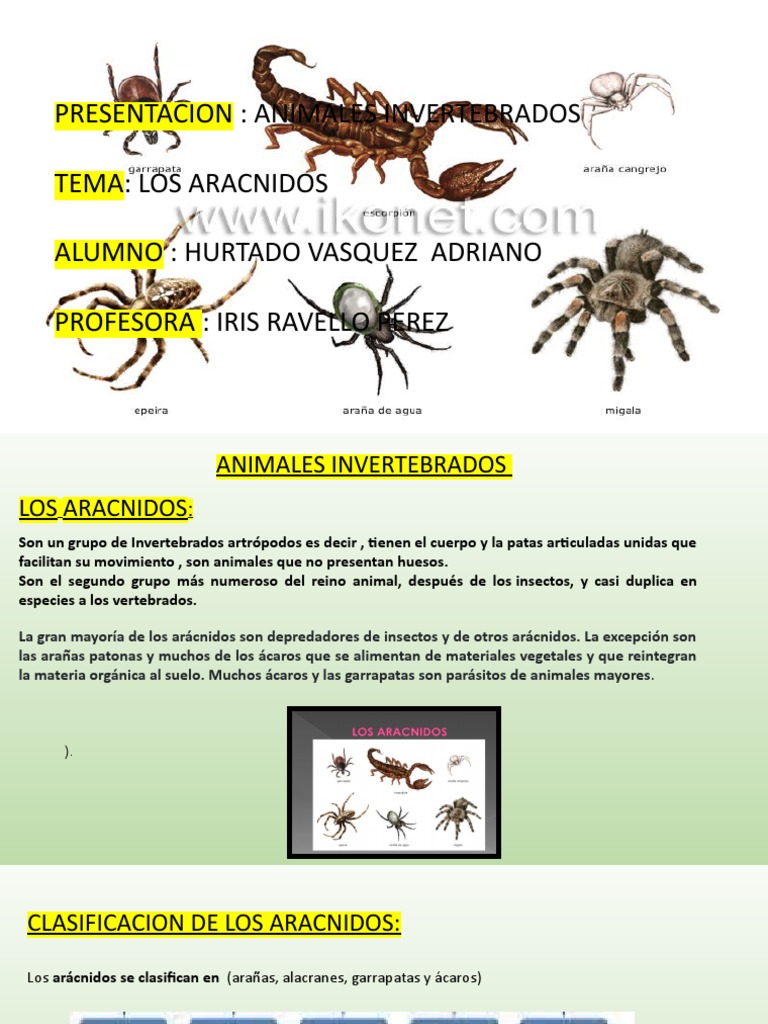 Clasificación y características de arácnidos | PDF | Ciencias sociales ...