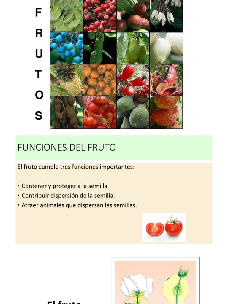 Funciones y Clasificación de los Frutos | PDF | Fruta | Semilla