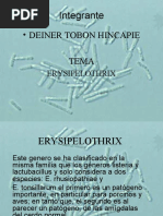 ERYSIPELOTHRIX | PDF | Infección | Sistema inmune