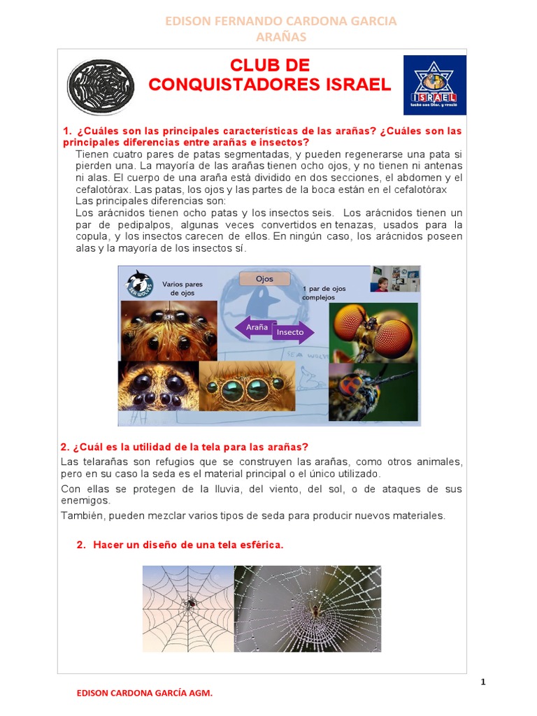 Guía de Arañas para Exploradores Jóvenes | PDF | Araña | Insectos