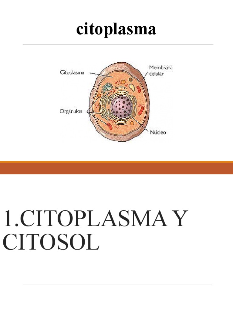 Citoplasma. | PDF | Nucleo celular | Citoplasma