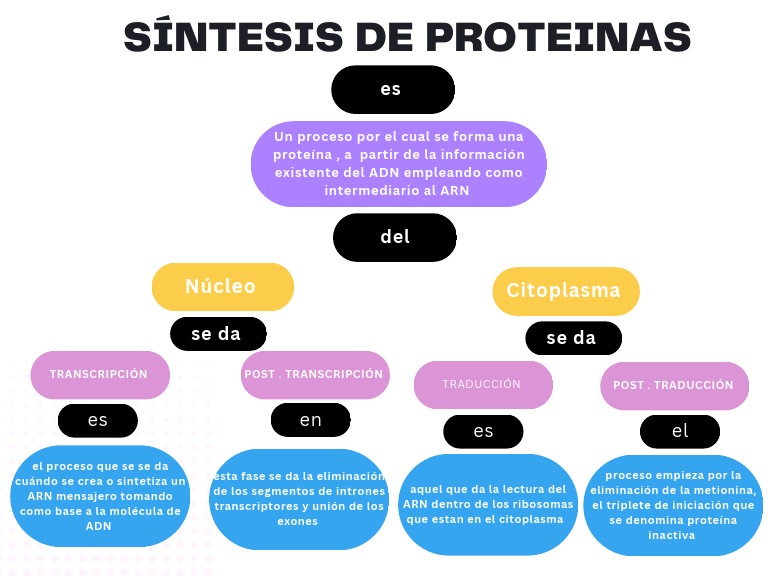 Síntesis de proteínas | PDF