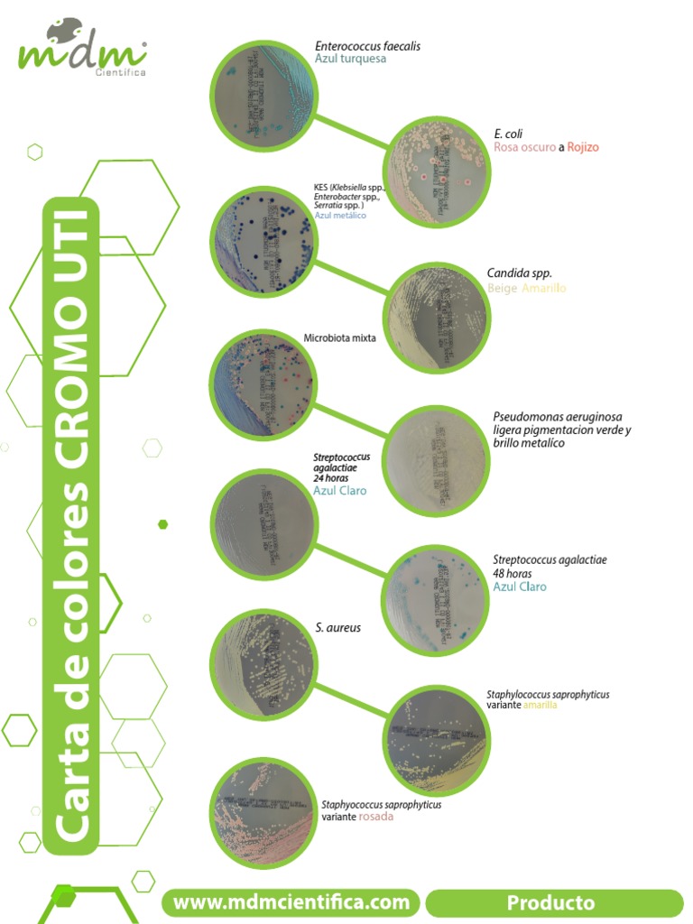 Colores del Agar Cromo UTI | PDF