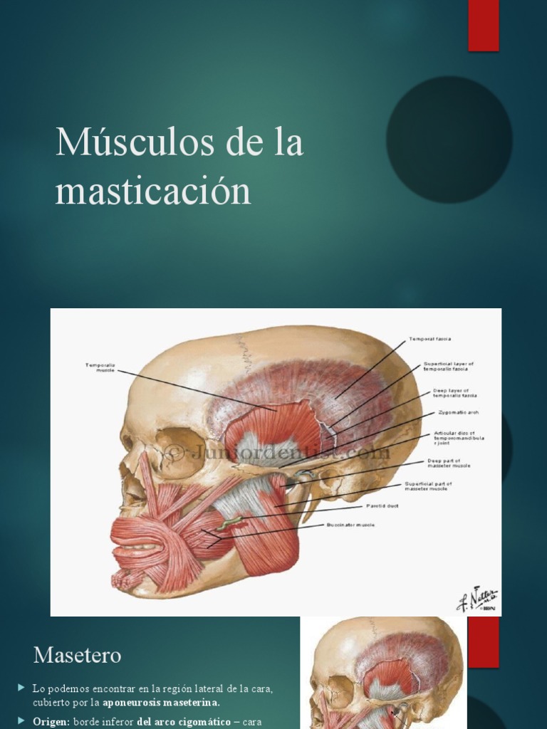 A.H Músculos de La Masticación | PDF