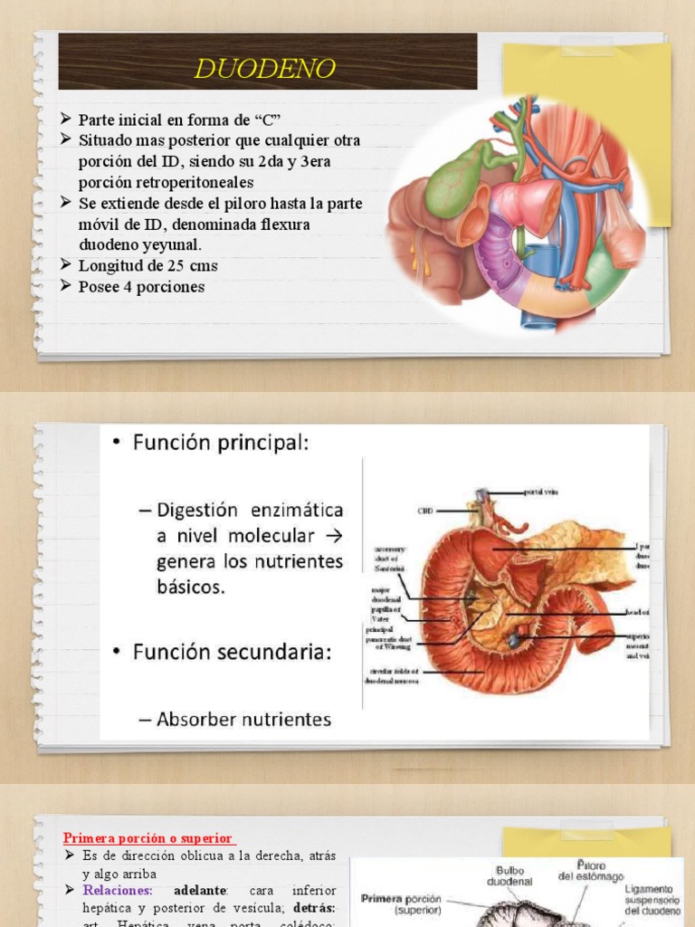 duodeno | PDF