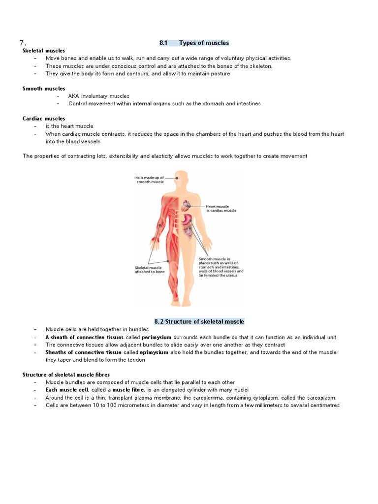 Chapter 8 - Musculoskeletal System | PDF | Anatomical Terms Of Motion ...
