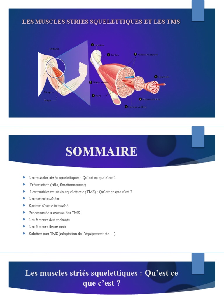 Muscles Striés Squelettiques et TMS | PDF | Muscle squelettique ...
