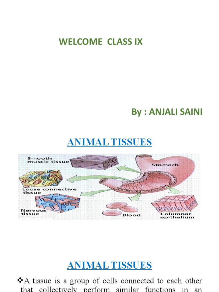 Class IX: Understanding Animal Tissues | PDF | Wellness | Science ...