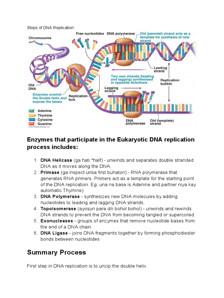 Steps of DNA Replication Reviewer | PDF | Home & Garden | Science ...