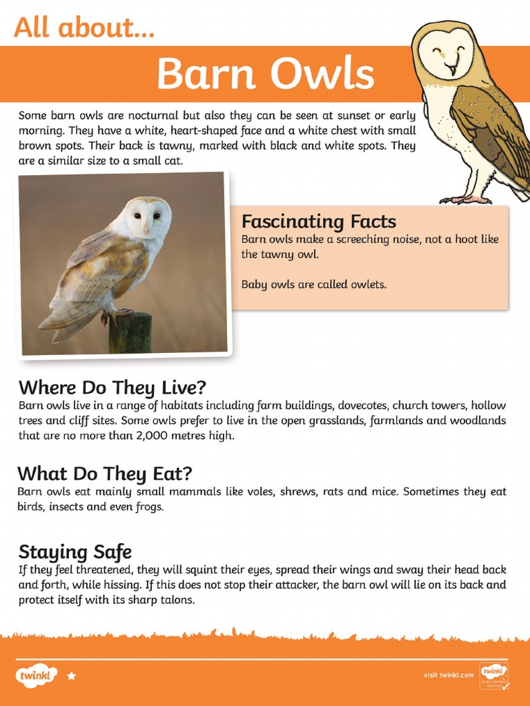 Barn Owl Facts and Habitats | PDF | Owl | Birds Of Prey