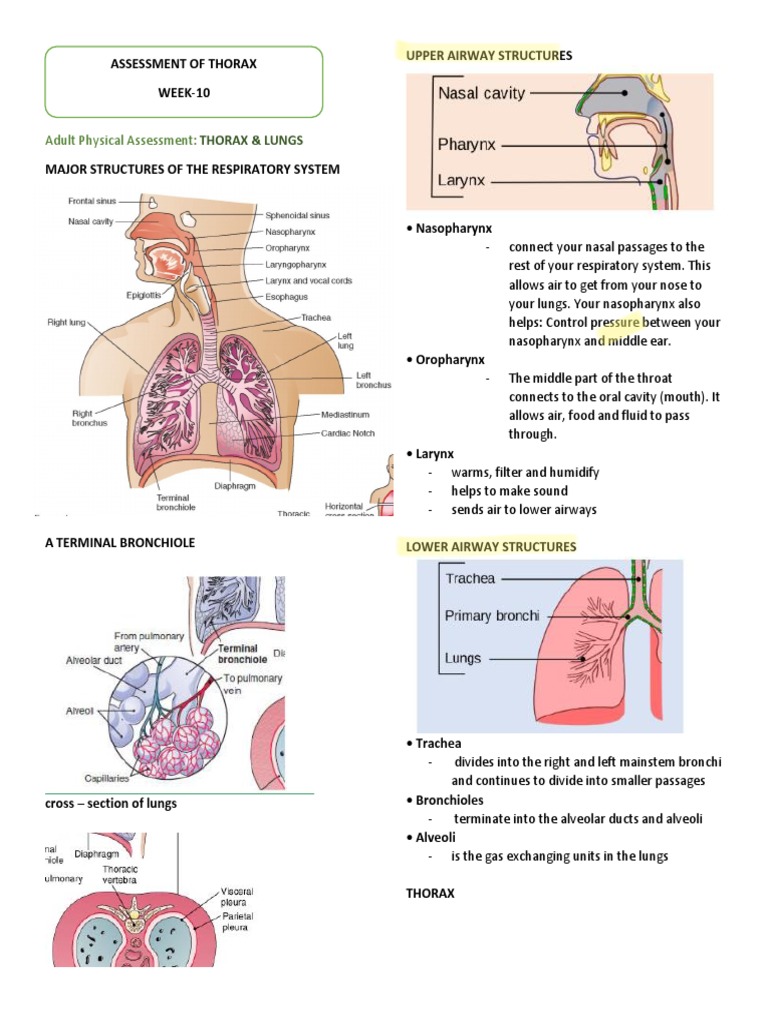 Thorax & Lungs | PDF | Respiratory Tract | Lung