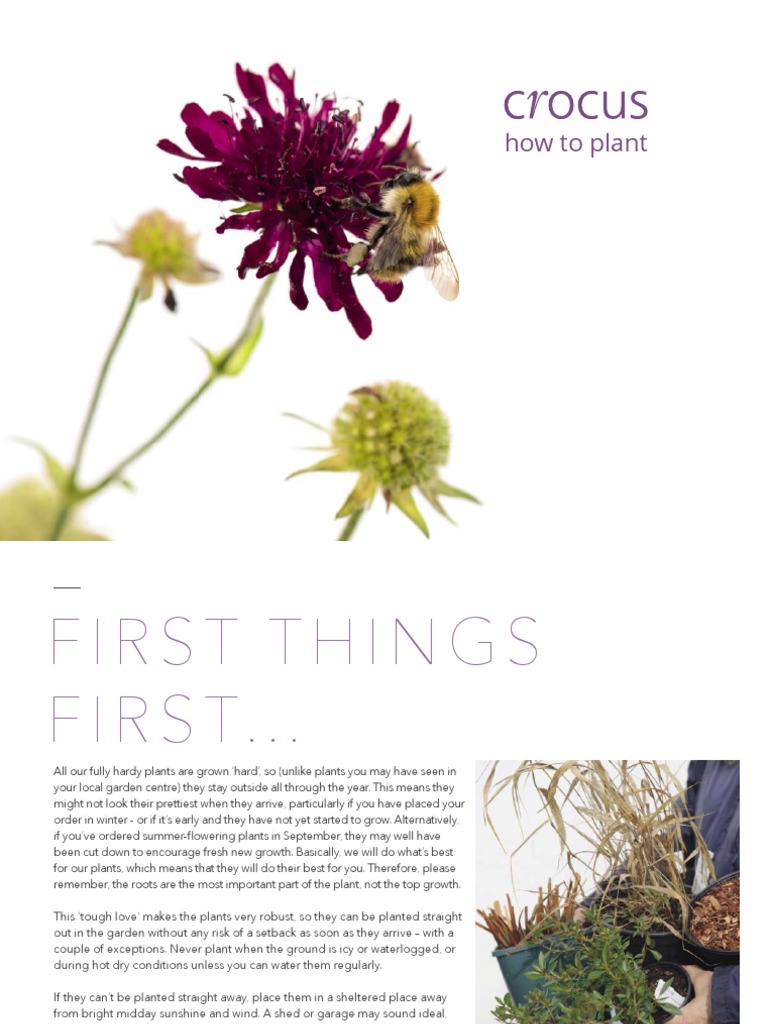 Crocus How To Plant Guide | PDF | Trees | Perennial Plant