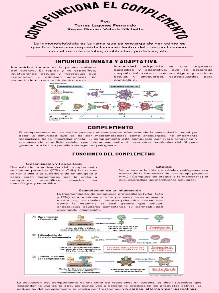 Como Funciona El Complemento | PDF | Sistema complementario | Sistema inmune
