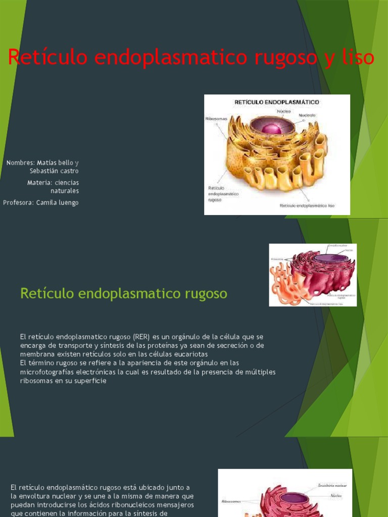 Reticulo Endoplasmatico Rugoso y Liso | PDF