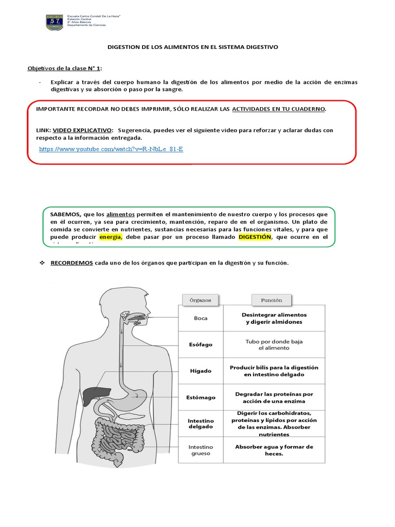 clase n°1 digestivo | PDF | Digestión | Sistema digestivo humano