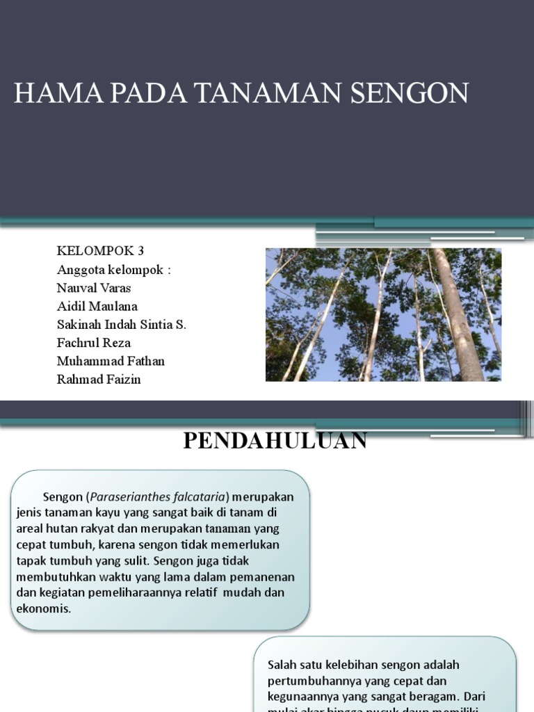 Hama Pada Tanaman Sengon Kelompok 3 Kelas 2 | PDF