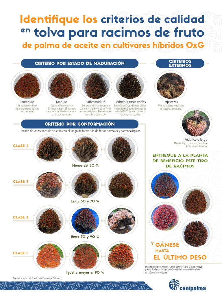 Afiche Identifique Los Criterios de Calidad en Tolva para Racimos ...